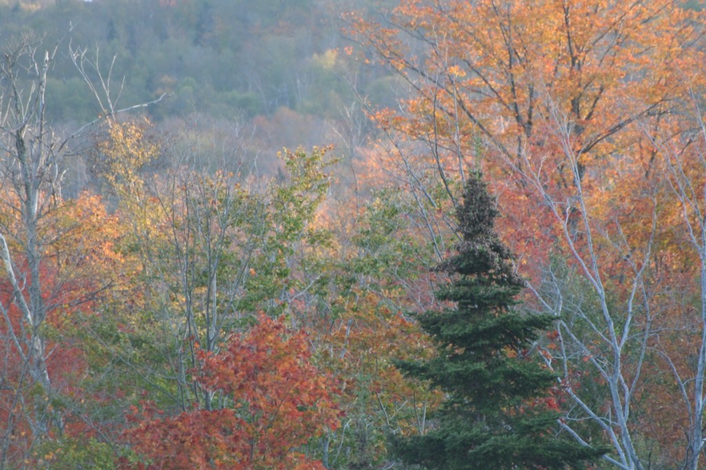 Autumn Photos – Barton Area Chamber of Commerce