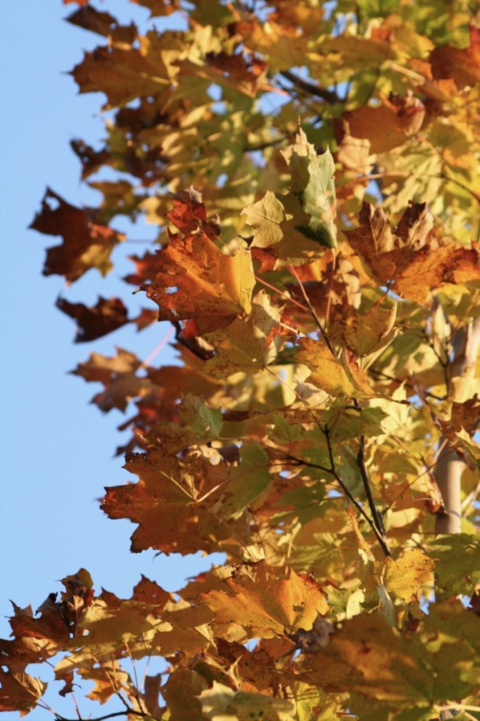 Autumn Photos – Barton Area Chamber of Commerce