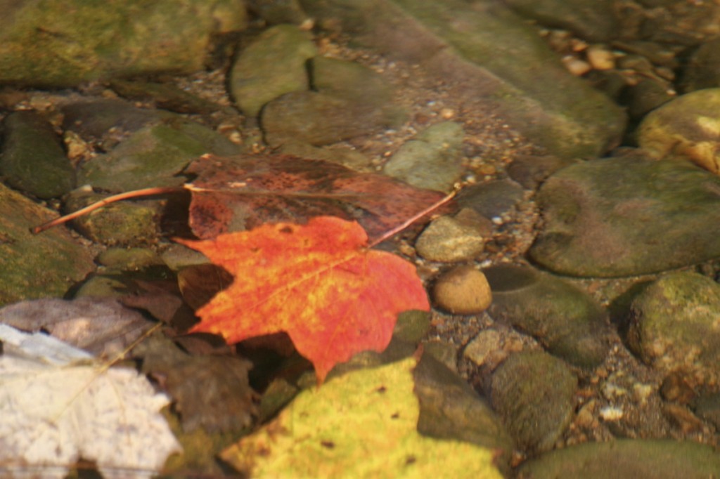 Autumn Photos – Barton Area Chamber of Commerce